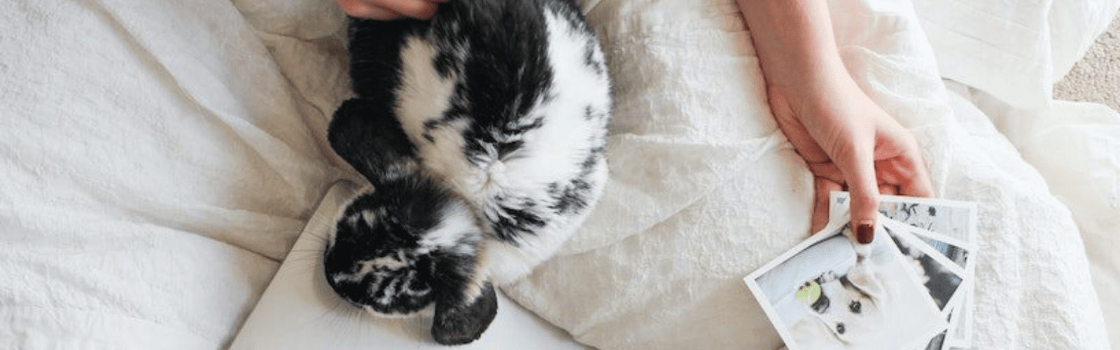 Contacts | The Malta Rabbit Club - Since 1963