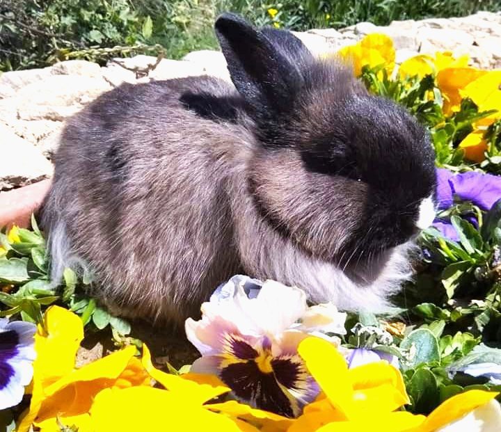 Harry | The Malta Rabbit Club - Since 1963