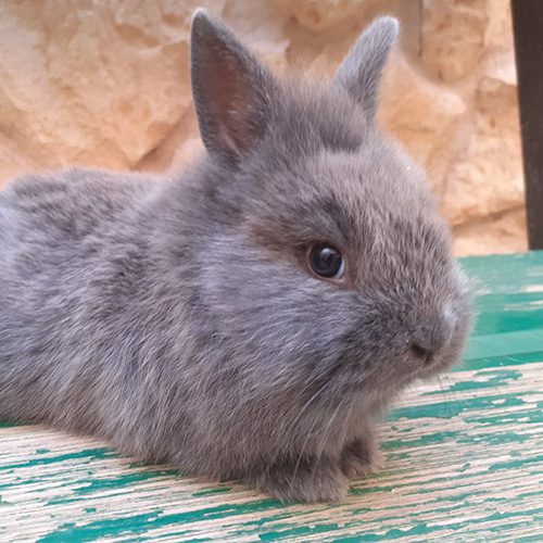 Rabbits | The Malta Rabbit Club - Since 1963