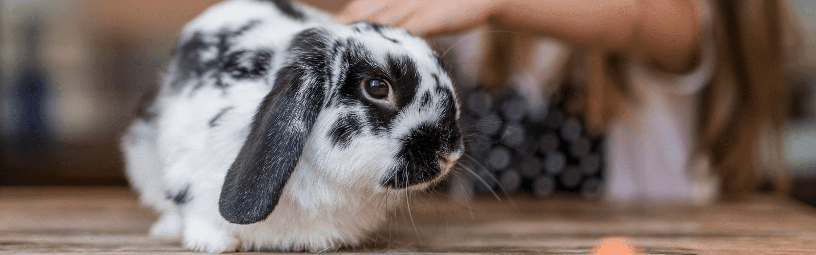 Team | The Malta Rabbit Club - Since 1963